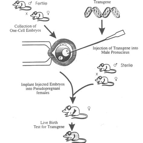Pdf Use Of Transgenic Mice In Aging Research