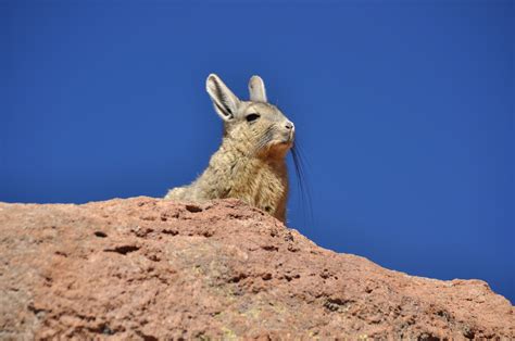 Nature Chinchilla Cute Free Photo On Pixabay Pixabay
