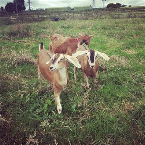 About Ginger Goat Soap Company Uk