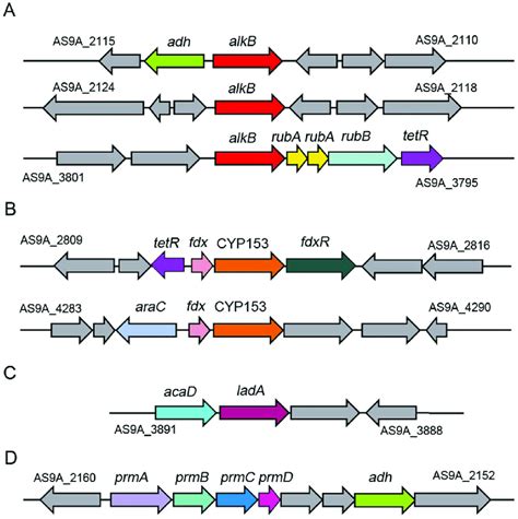 The Gene Clusters Involved In Alkane Degradation A Alkb B Cyp153