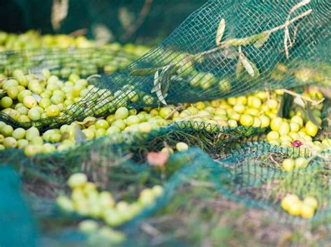 Olive Netting Fruit Harvest Net Manufacturer Eyouagro