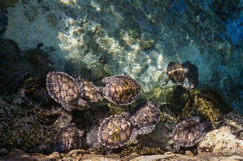 Free Images Water Ocean Wildlife Underwater Sea Turtle Fauna