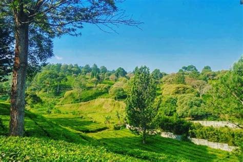 8 Rekomendasi Wisata Kebun Teh Terbaik Di Indonesia