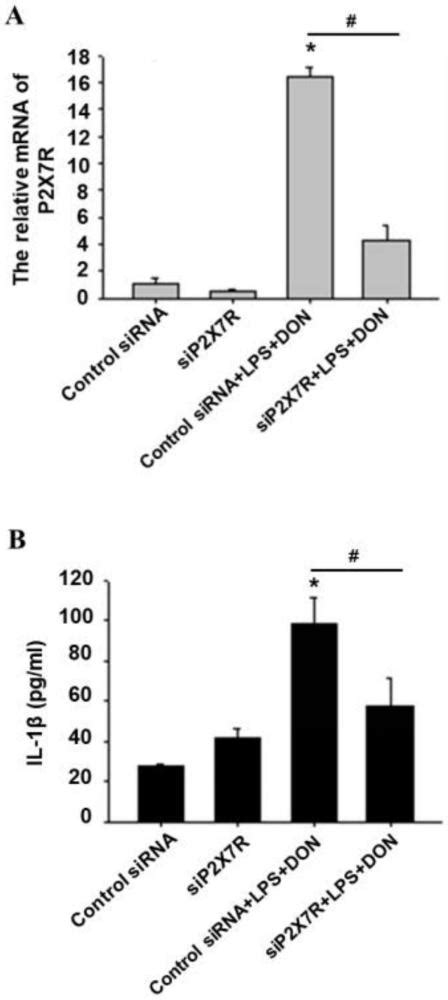 一种靶向抑制p2x7r基因表达的sirna及其应用