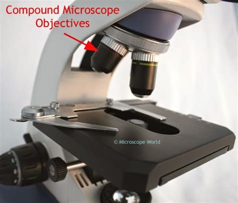 Microscope World Blog What Is A Compound Microscope