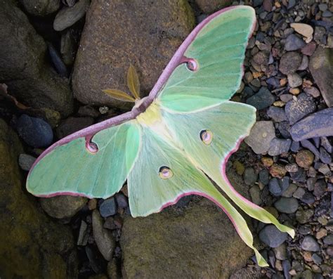 Luna Moth Wallpapers Wallpaper Cave