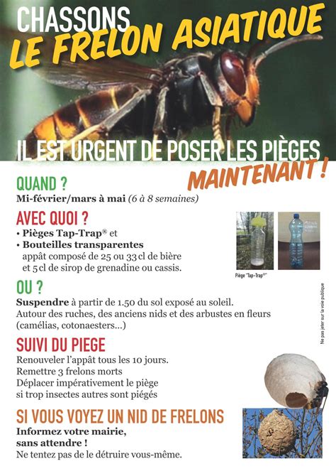 Lutte Contre Les Frelons Asiatiques Mairie Helette