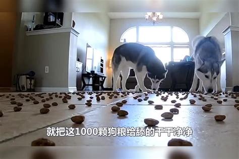 男子买回一百个充气哈士奇，只为恶搞自家二哈，太会玩了！充气哈士奇太会