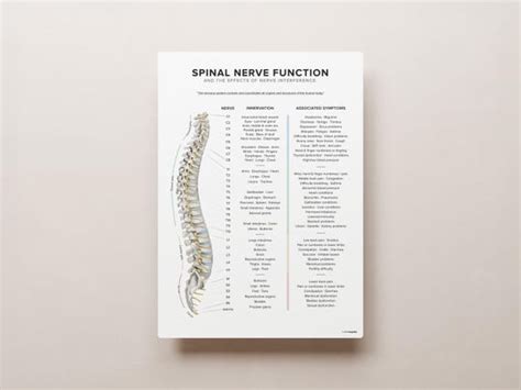 Spinal Nerve Function Nerve Regeneration Restores Supraspinal Control