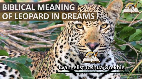 Leopard Symbol Meaning