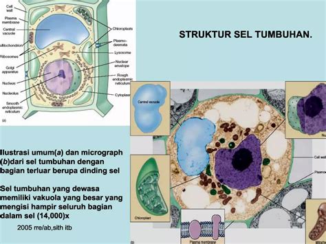 Biologi Sel Pptx