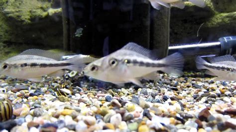 Fantasy Aquatics Rare Crenicara Punctulatum Checkerboard Cichlid