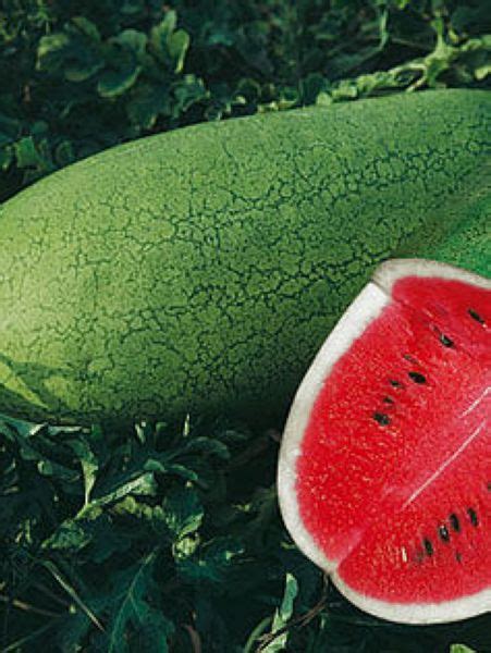 Graines Semis Pasteque Charleston Gray Pqt 25 G