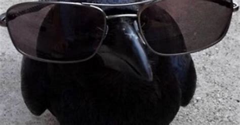 Bongo Album On Imgur