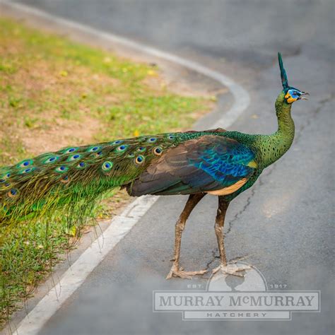 Green Peacocks
