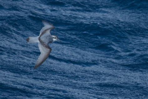 The Broad Billed Prion