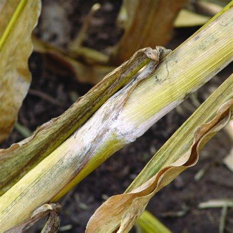 Pdf Common Stalk Rot Diseases Of Corn