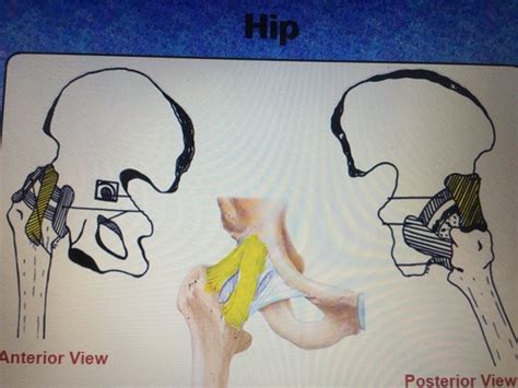Hip Joint Flashcards Quizlet