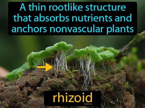 Rhizoid Tìm Hiểu Rễ Giả Và Vai Trò Quan Trọng Trong Thực Vật Học