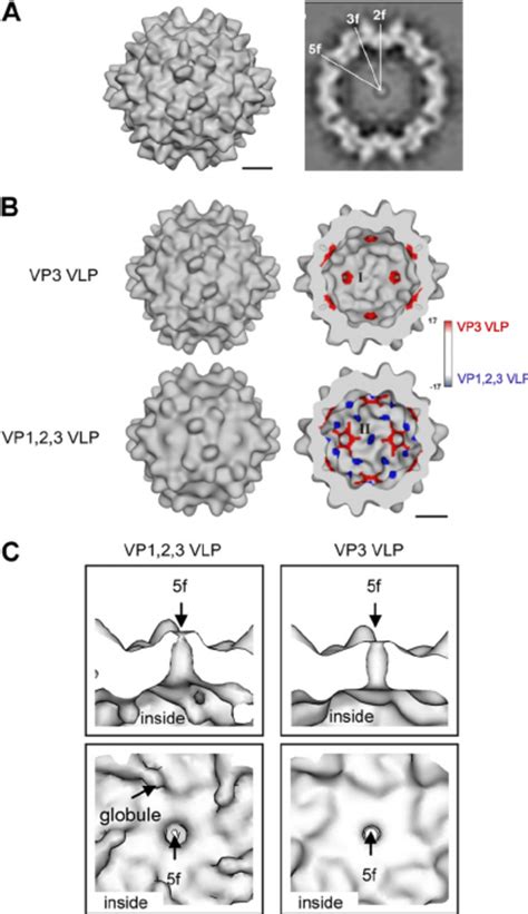 Transcomplementation Assay Used To Compare Capsid Assembly Of Different