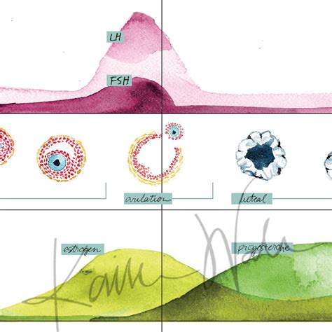 Menses Cycle Ii Watercolor Art Print Lyon Road Art