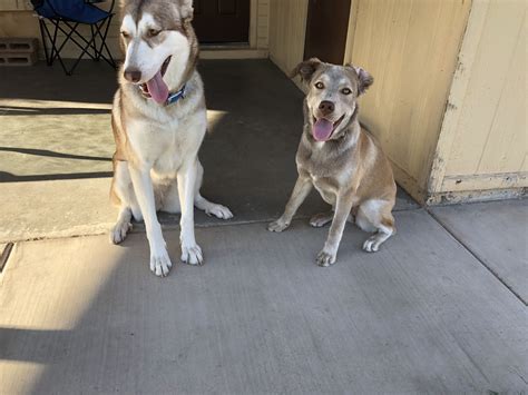 Pups Album On Imgur