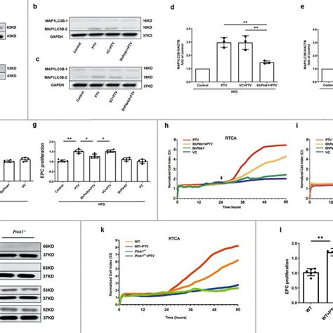 The Level Of Cytochrome C In Cytosolic Cyto And Mitochondrial Mito Download Scientific
