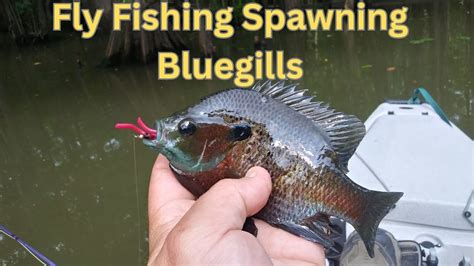 Fly Fishing Spawning Bluegills Youtube