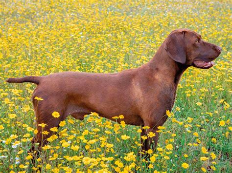 Braco Alemán Fanáticos De Las Mascotas