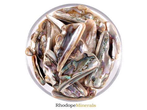 One Xl Abalone Shell Raw Abalone Shell Raw Nacre Pearl Etsy