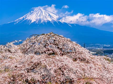 先照寺の富士山としだれ桜 フォロワーが12万人増えるiPhone写真動画