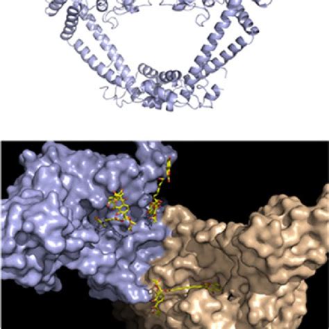 Microcin B17 A Primary Structure B Proposed 3 D Structure Adapted Download Scientific