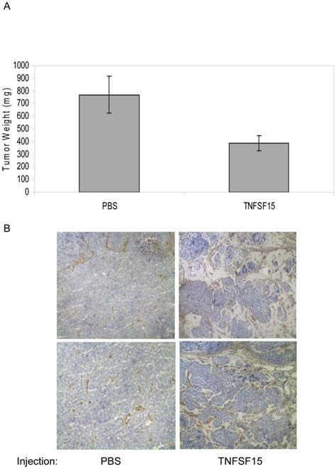 Litaf And Tnfsf15 Two Downstream Targets Of Ampk Exert Inhibitory