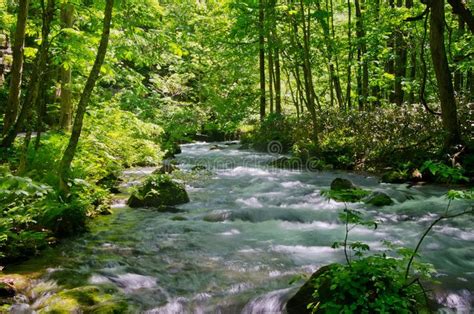 Beautiful Forest Stream In Spring Forest