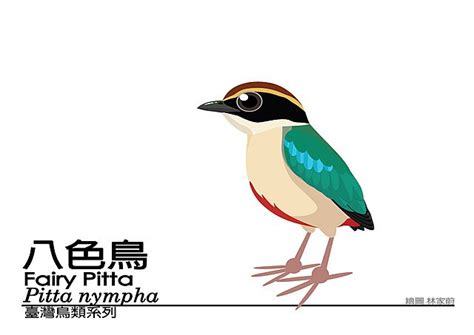 pin on bird art