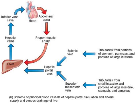 D3 Function Of The Liver Core Amazing World Of Science With Mr Green
