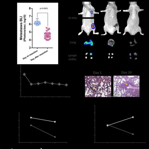 Excision Of The Primary Tumor Elicits Regression Of Early Stage