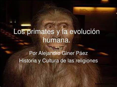 PPT Los primates y la evolución humana PowerPoint Presentation free