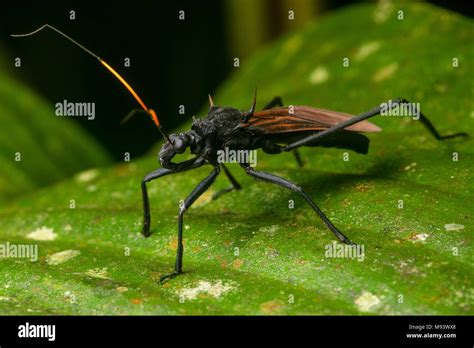 A Predatory Assassin Bug Zelurus Sp That Mimics The Tarantula Hawk