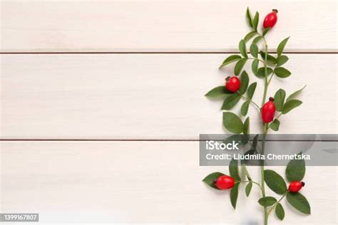 하얀 나무 테이블에 잘 익은 빨간 열매와 녹색 잎이있는 장미 엉덩이 가지 꼭대기 전망 텍스트를 위한 공간 로즈힙에 대한 스톡 사진 및 기타 이미지 Istock