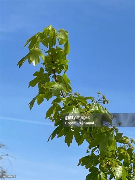 Field Maple Is Deciduous Flowering Tree In Close Up High Res Stock