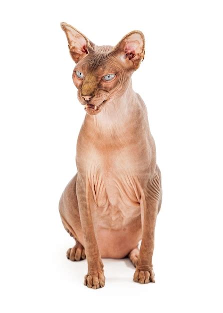 Premium Photo Angry Hairless Sphynx Cat Hissing