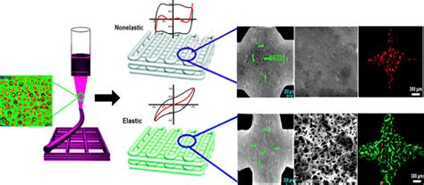 3d Printing Of Bioactive Gel Like Double Emulsion Into A Biocompatible Hierarchical Macroporous
