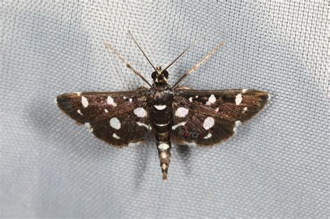 白斑翅野螟 Bocchoris Inspersalis Iisdw