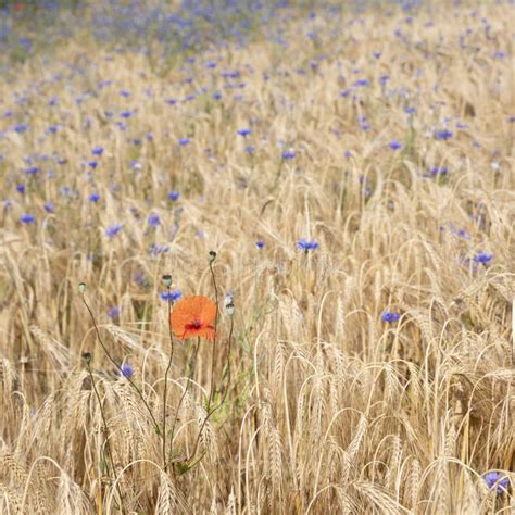 Пшеничное поле с цветками и маками мозоли Стоковое Изображение изображение насчитывающей