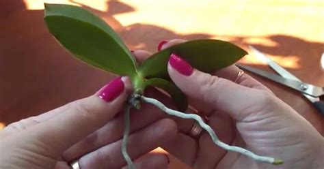 Cómo propagar una orquídea a partir de una hoja Simplemente Genial