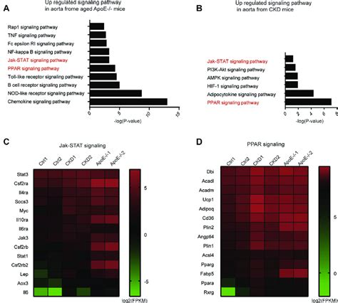 The Jak Stat And Ppar Signaling Pathways Are Upregulated In Both Medial Download Scientific