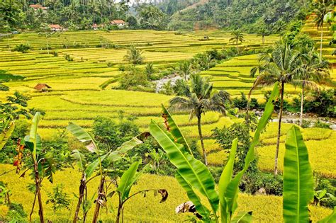 Gambar Gambar Sawah Padi Daunbuah Cantiknya Terasiring Indah Di Rebanas