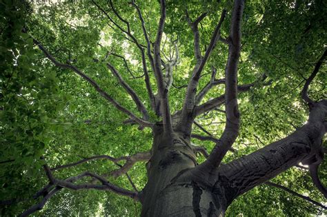 Spreading Crown Of Beech Tree Stock Image Colourbox