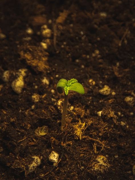 잡초 대마초 삼 Pixabay의 무료 사진